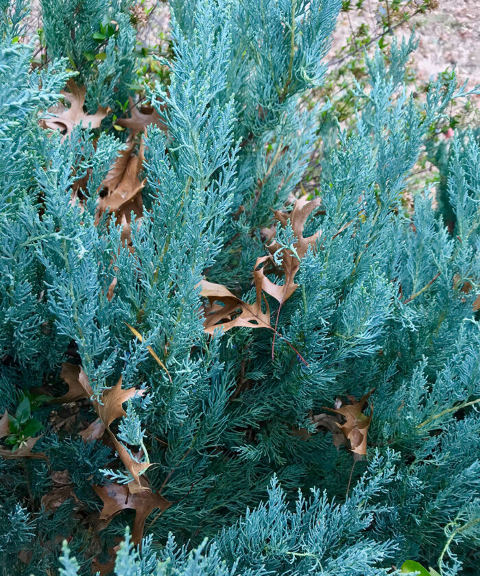 Icy Blue Conifers for the Southeast - Fine Gardening