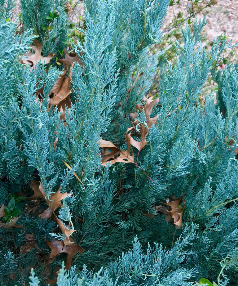 Icy Blue Conifers for the Southeast - Fine Gardening