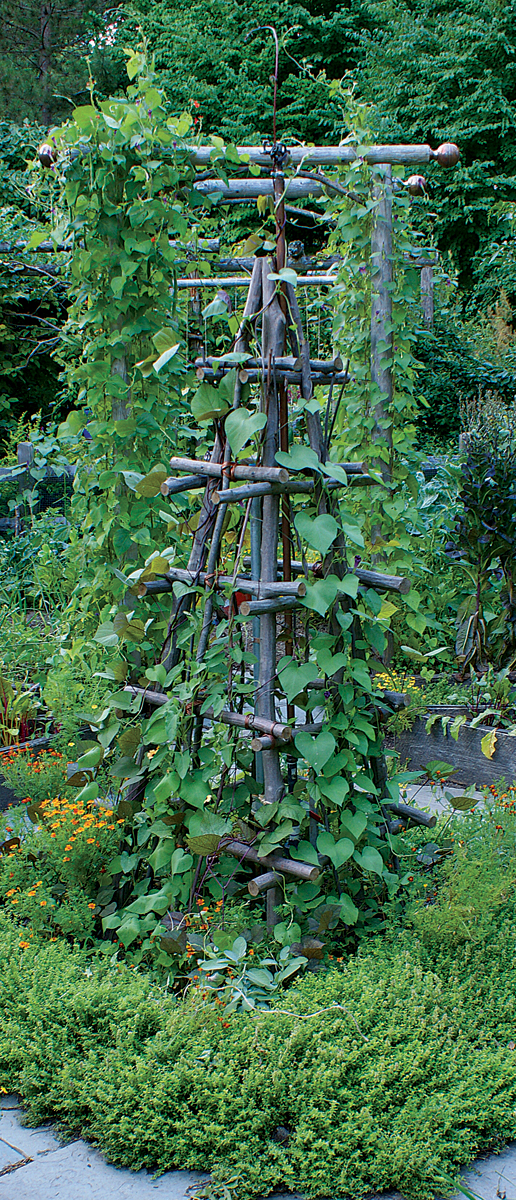 Cool Trellising Ideas - Fine Gardening