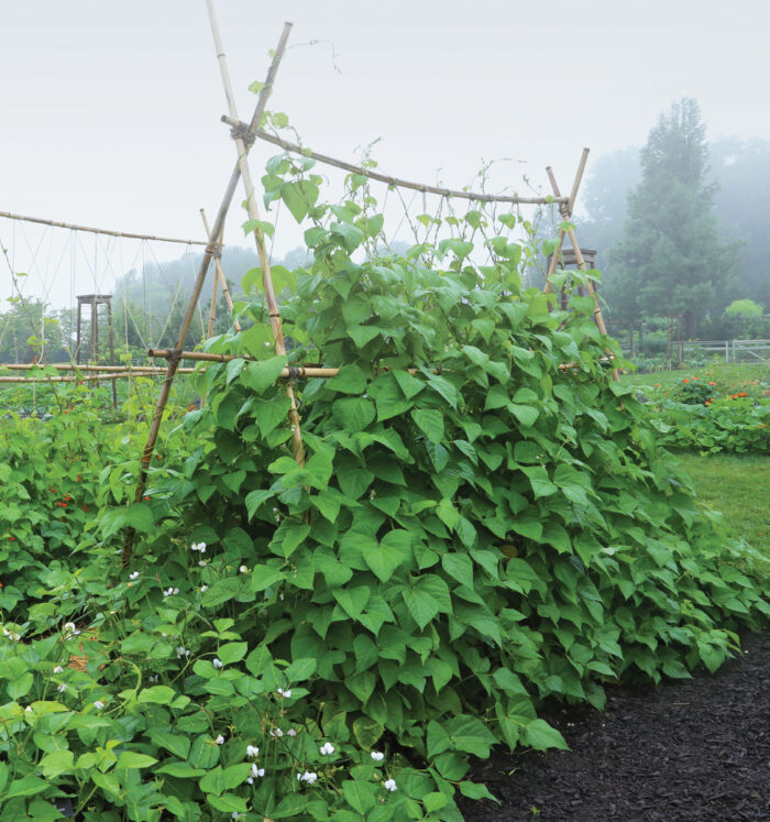Cool Trellising Ideas - Fine Gardening
