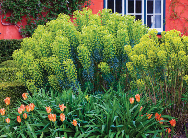 What Chartreuse Plants Can Do for You - Fine Gardening