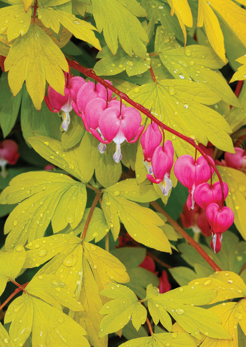 What Chartreuse Plants Can Do for You - Fine Gardening