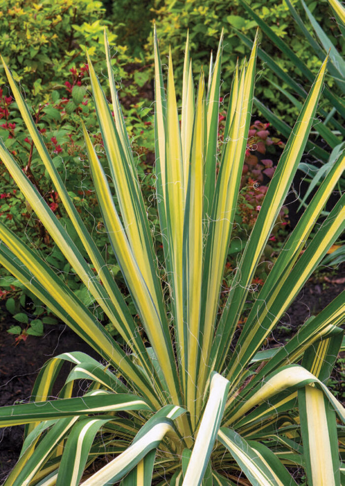 What Chartreuse Plants Can Do for You - Fine Gardening