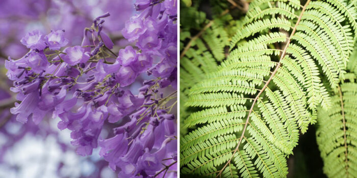 Jacaranda Trees Signal Spring in the Southwest - Fine Gardening