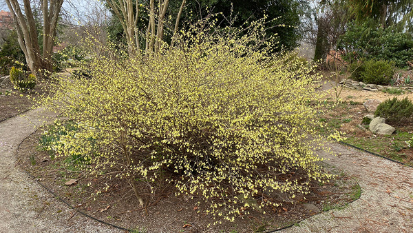 Witch Hazels - Fine Gardening