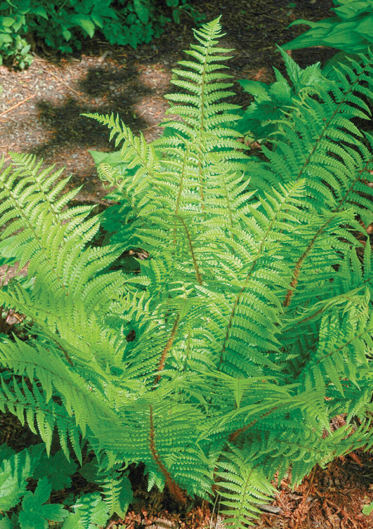 Plants with Architectural Appeal - Fine Gardening