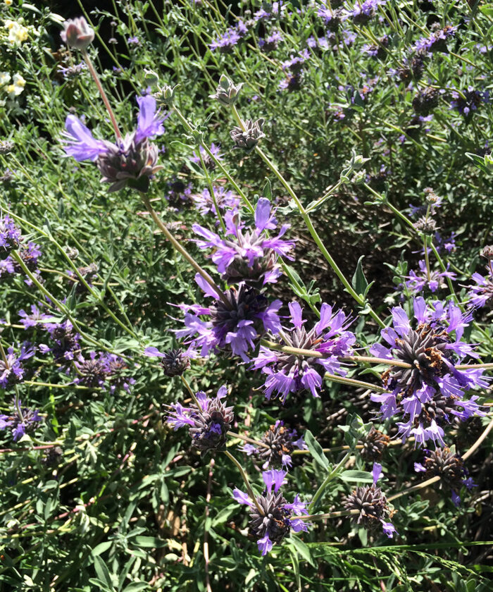 Native Salvias for Southern California - Fine Gardening