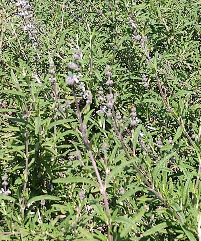 Native Salvias for Southern California - Fine Gardening