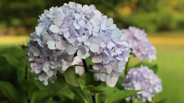 Eclipse® Bigleaf Hydrangea: An Amazing New Hydrangea with Black Leaves - Fine Gardening