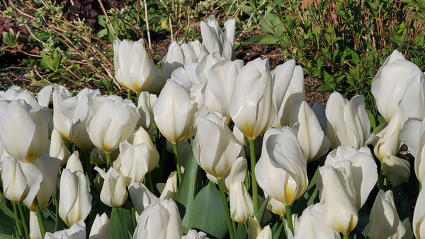 Flowers in a Turkish Garden - Fine Gardening