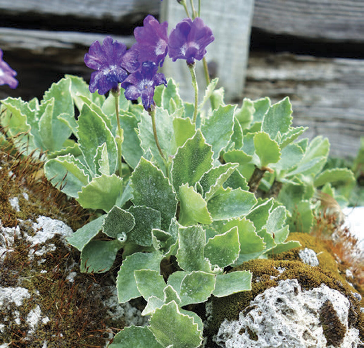How to Build a Crevice Garden - Fine Gardening