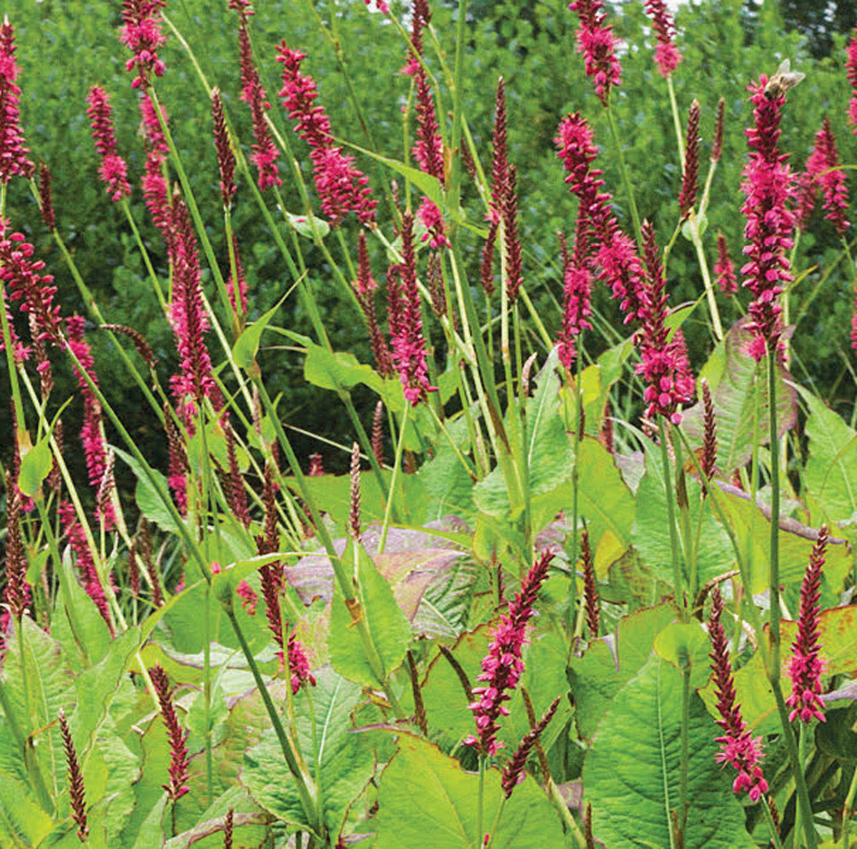 Connecting Home and Garden - Fine Gardening