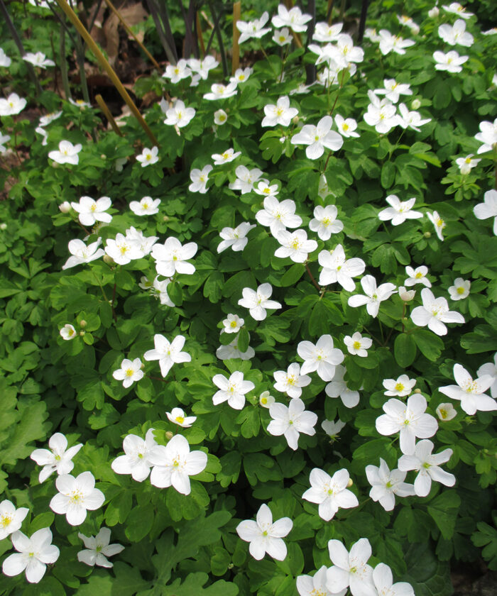 Native Spring Ephemerals for the Midwest - Fine Gardening