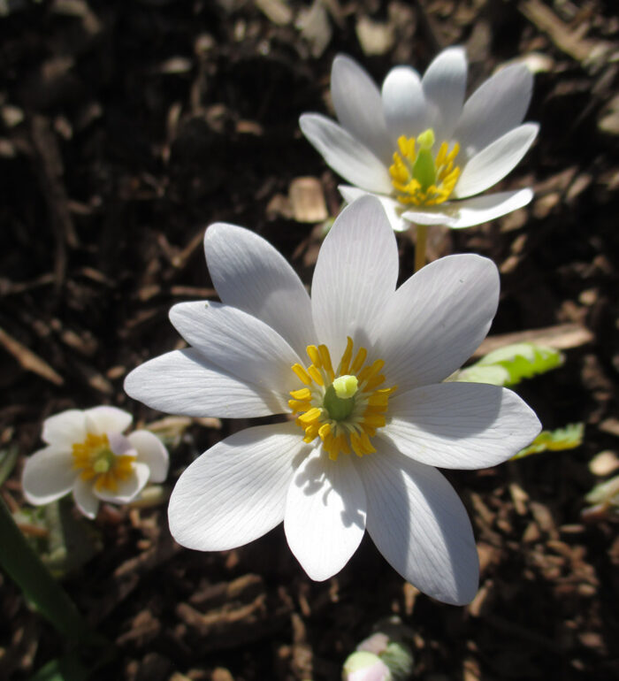 Native Spring Ephemerals for the Midwest - Fine Gardening