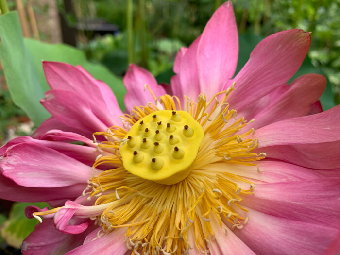 How to Grow Lotus in Containers - Fine Gardening