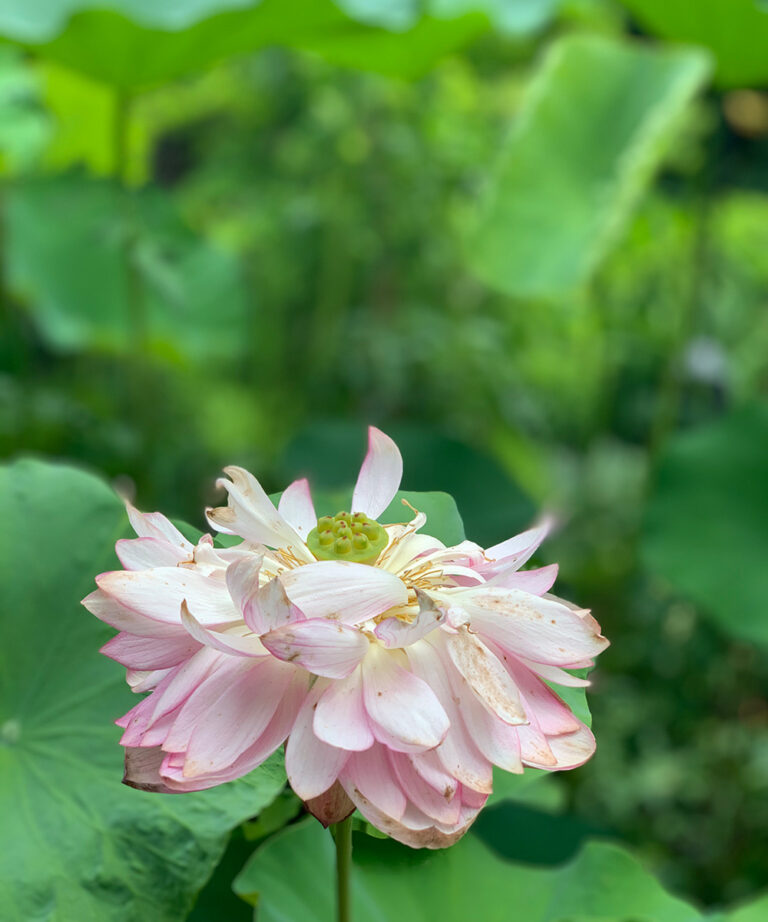 How to Grow Lotus in Containers - Fine Gardening