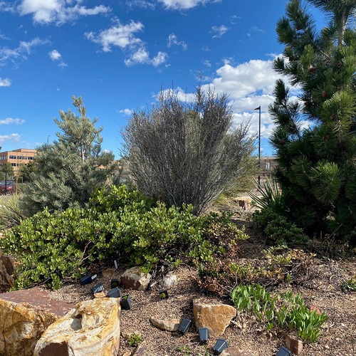 Designing a Native Mixed Border in the Mountain West - Fine Gardening