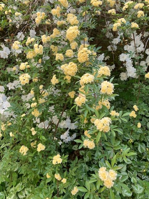 Spring in Lena's Garden - FineGardening