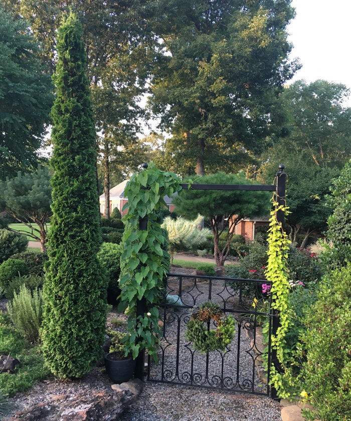 Tall, Skinny Conifers for the Southeast - Fine Gardening