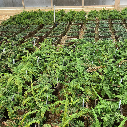 Propagating Natives by Seed in the Mid-Atlantic - Fine Gardening