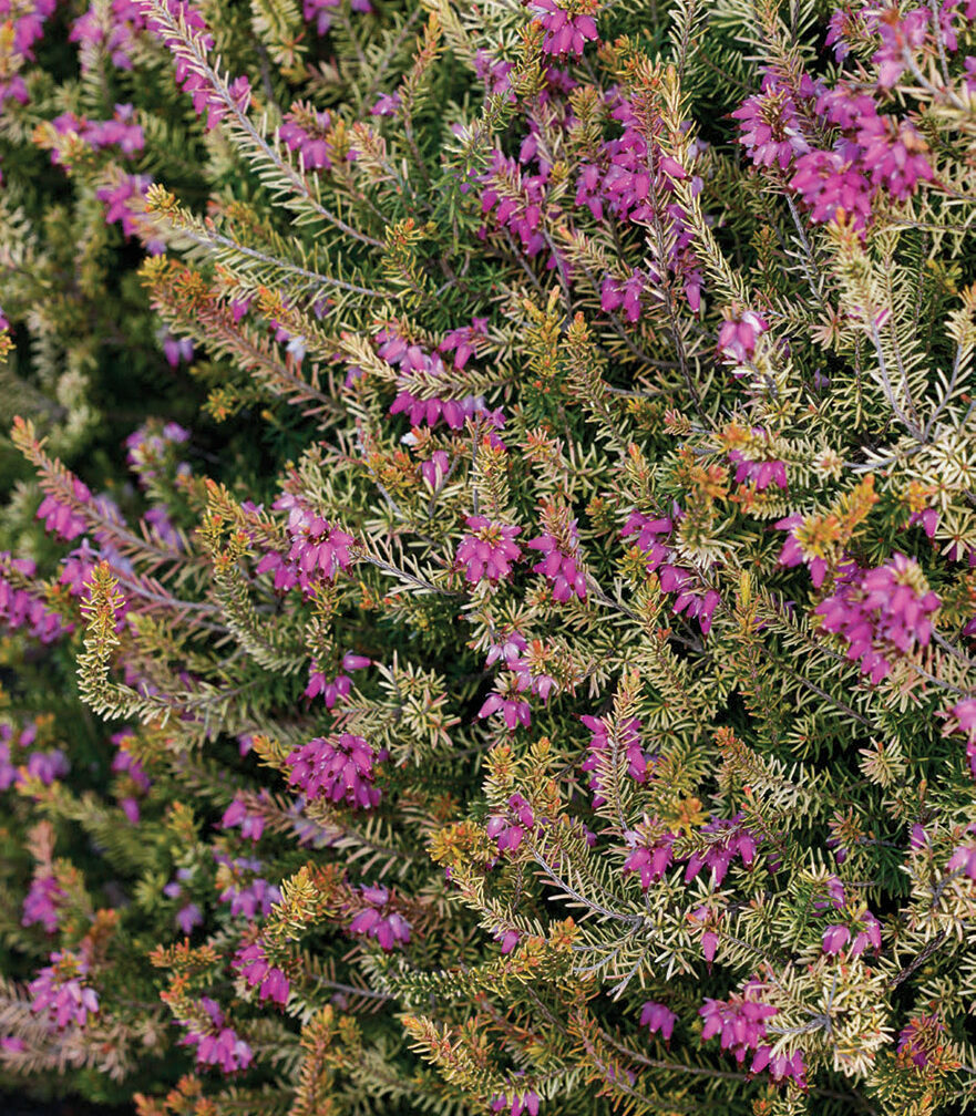 Grow Heaths and Heathers for Year-Round Beauty - Fine Gardening