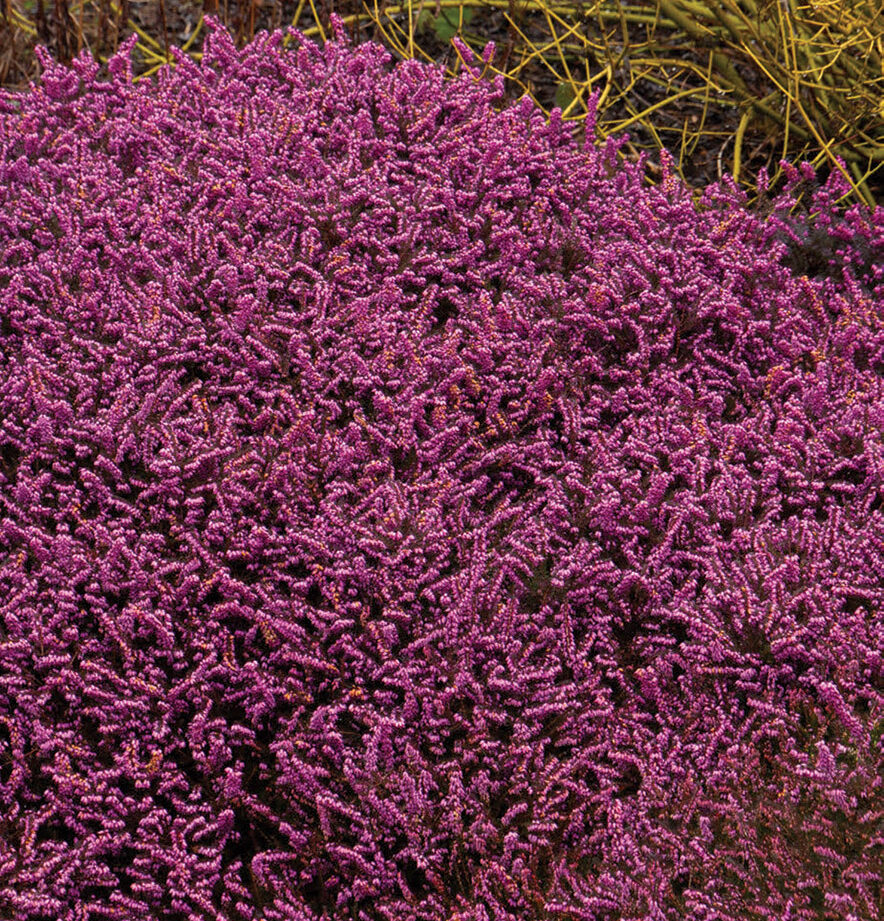 Grow Heaths and Heathers for Year-Round Beauty - Fine Gardening