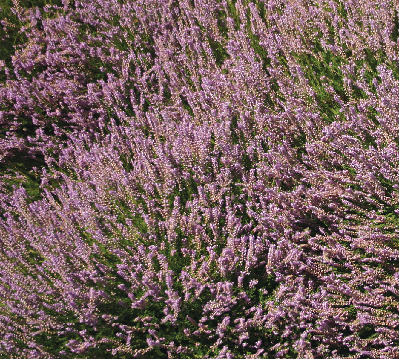 Grow Heaths and Heathers for Year-Round Beauty - Fine Gardening