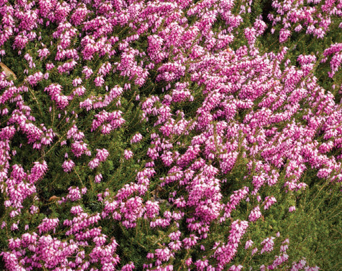 Grow Heaths and Heathers for Year-Round Beauty - Fine Gardening
