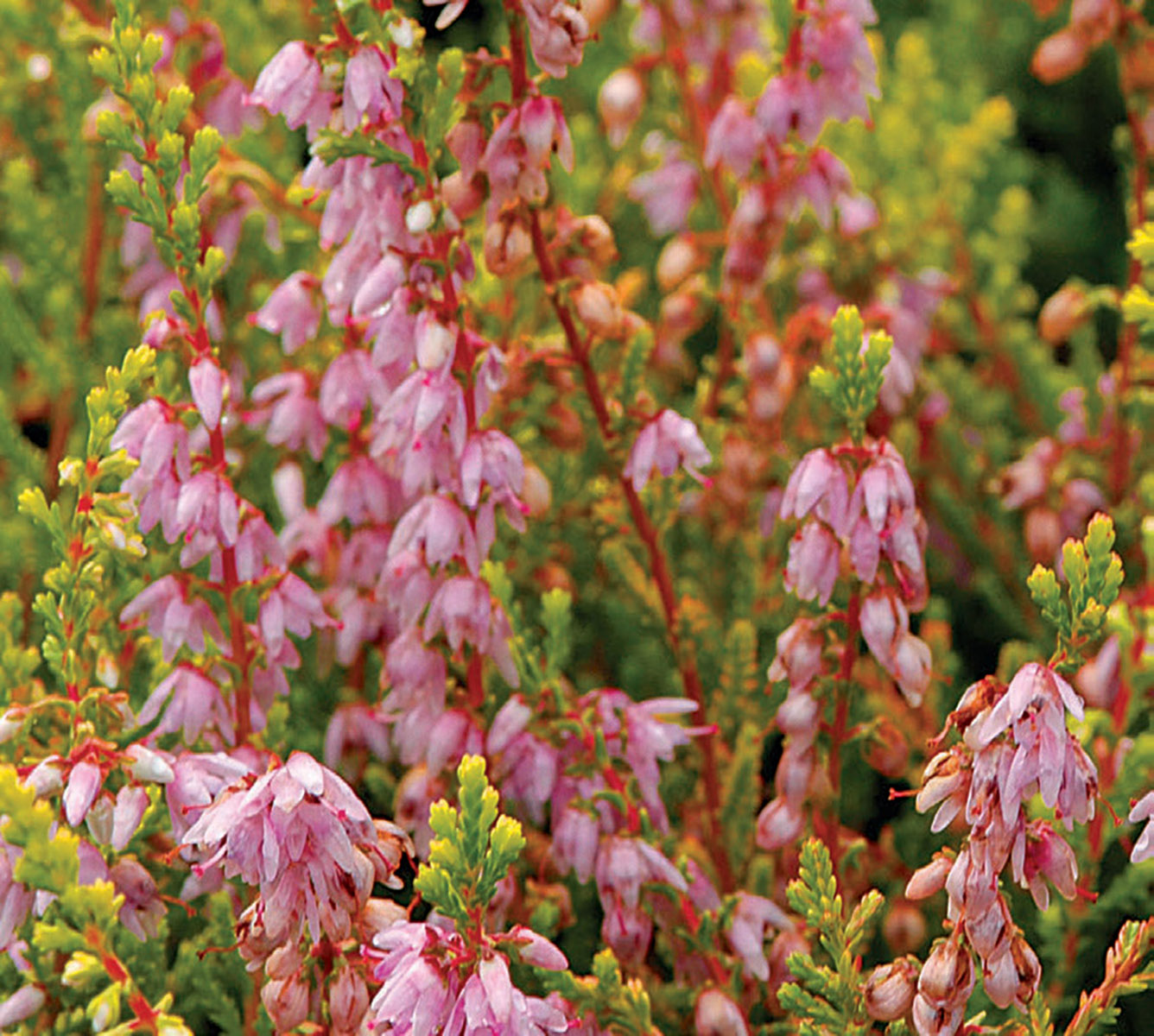 Grow Heaths and Heathers for Year-Round Beauty - Fine Gardening