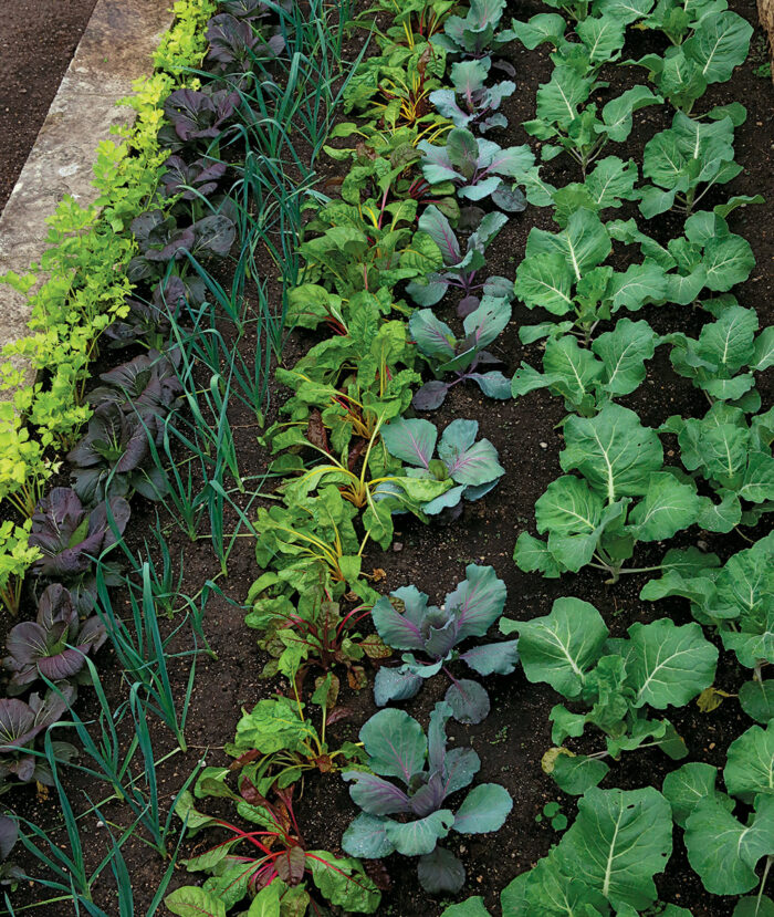 New Veggie Varieties to Try This Year - Fine Gardening