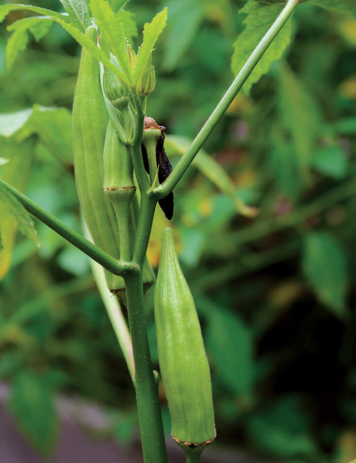 New Veggie Varieties to Try This Year - Fine Gardening