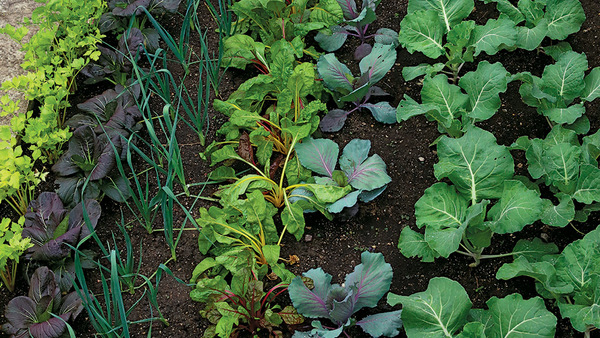Plant Varieties to Try, Plant Varieties to Lose - Fine Gardening