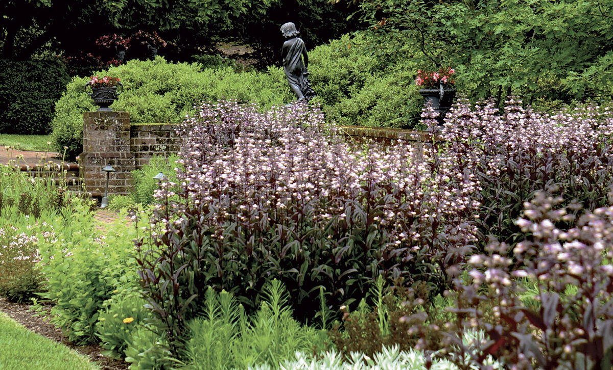 10 Great Natives for a Sunny Border - Fine Gardening