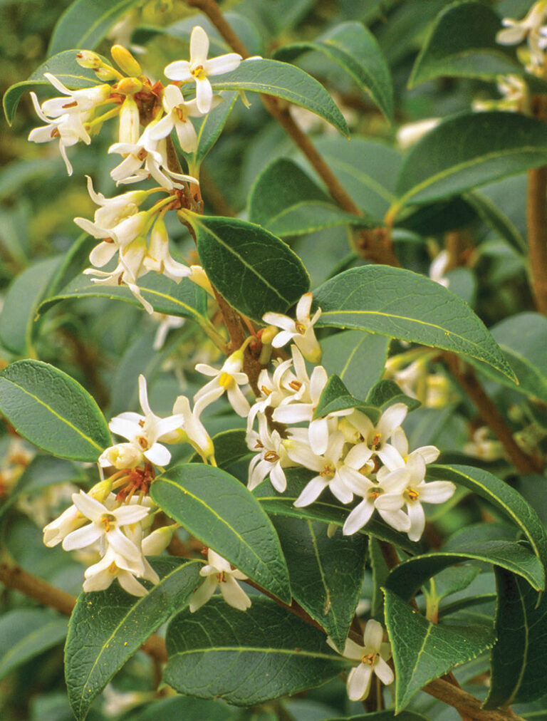 Exciting Broadleaf Evergreens - Fine Gardening