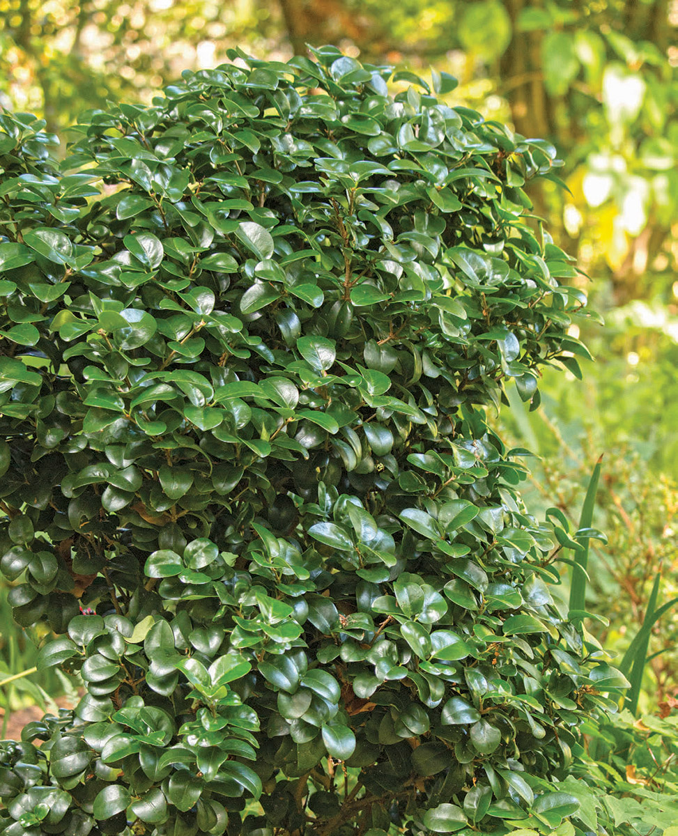 Exciting Broadleaf Evergreens - Fine Gardening