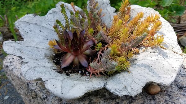 A Spacious Planter That's Just the Right Height - FineGardening