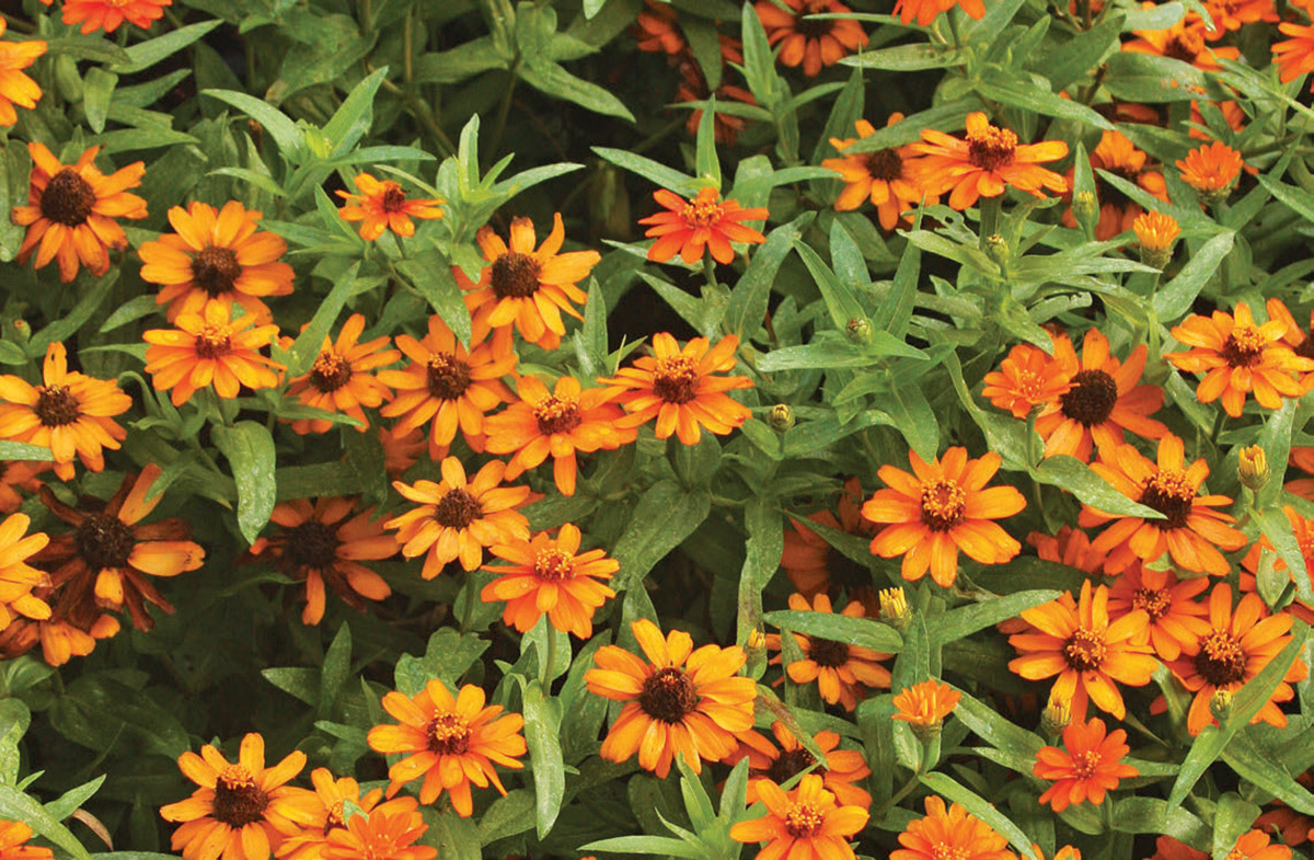Orange Plants for a Warm Palette in the Garden - Fine Gardening