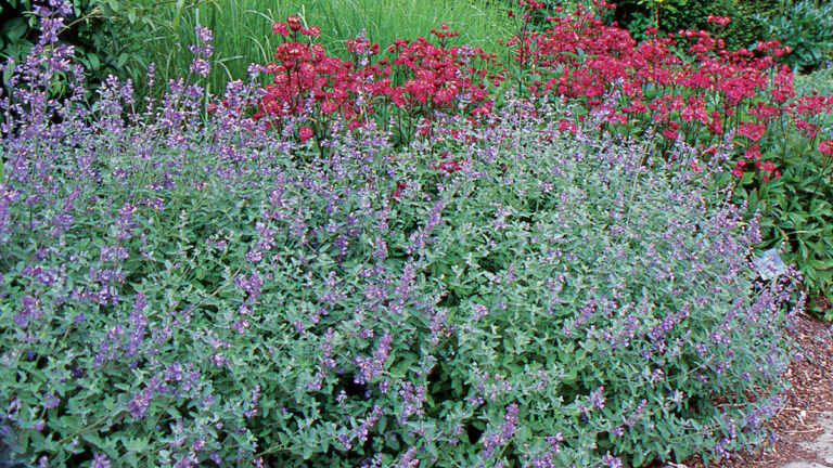Reliably Reblooming Perennial Plants - Fine Gardening