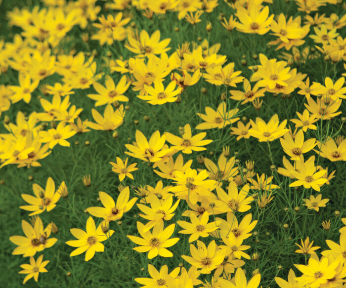 Reliably Reblooming Perennial Plants - Fine Gardening