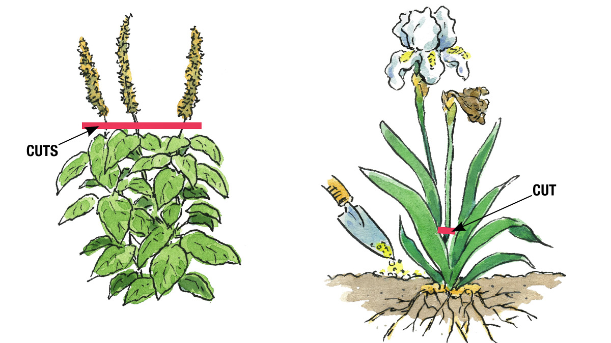 Reliably Reblooming Perennial Plants - Fine Gardening