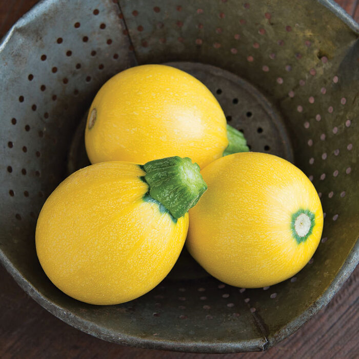 10 Tasty Zucchini Varieties for Your Vegetable Garden - Fine Gardening