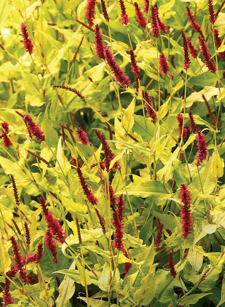 Persicarias Deserve Your Love—Trial Results - Fine Gardening