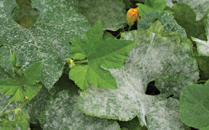Solutions for Summer Squash Pests and Diseases - Fine Gardening