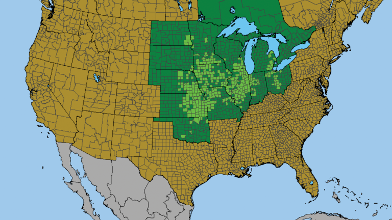 Grow Native Milkweeds to Bring Pollinators to Your Garden - Fine Gardening