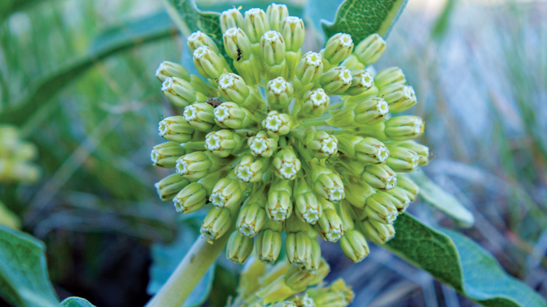 Grow Native Milkweeds to Bring Pollinators to Your Garden - Fine Gardening