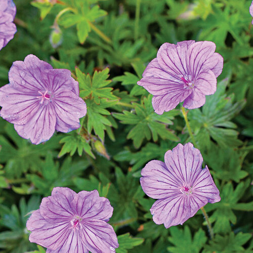 Perennial Rebloomers for the Mid-Atlantic - Fine Gardening