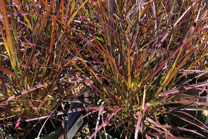 Heat-Tolerant Grasses for the Southwest - Fine Gardening