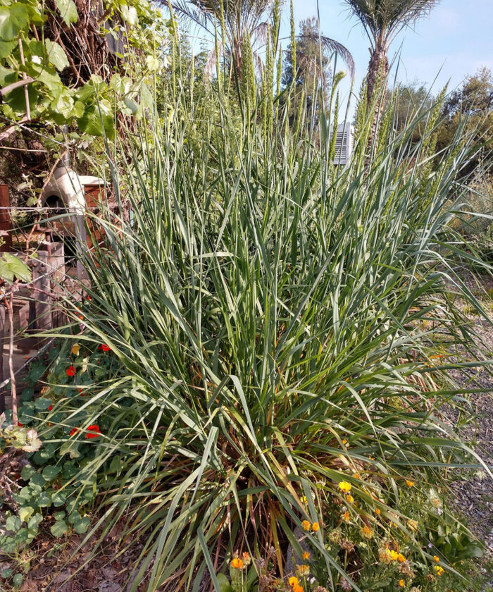 Native Grasses for Southern California - Fine Gardening