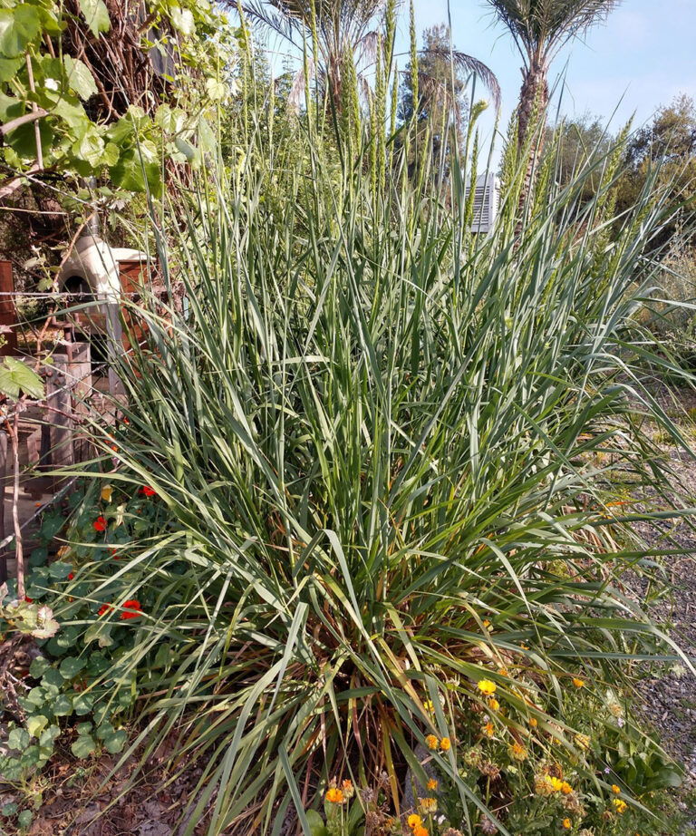 Native Grasses for Southern California - Fine Gardening