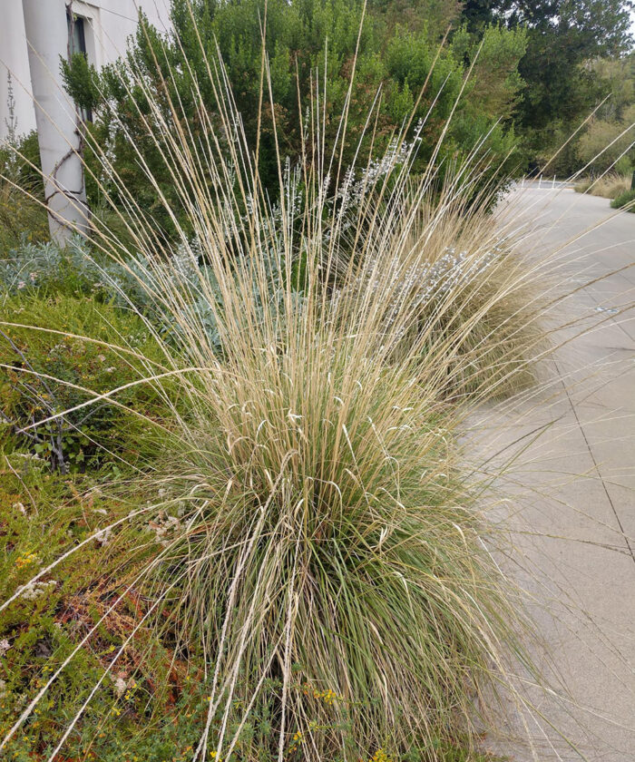 Native Grasses for Southern California - Fine Gardening